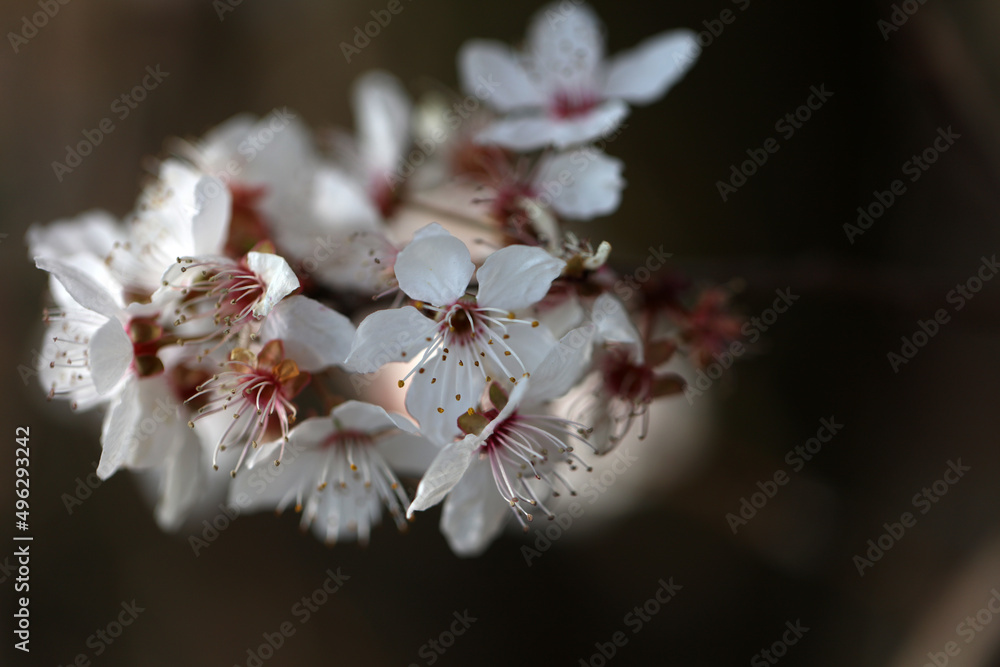 Flowering blood plum Prunus cerasifera Stock Photo | Adobe Stock