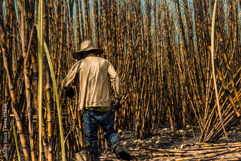 Foto De Agricultores En El Campo Cosechando Caña De Azúcar Cultivo De