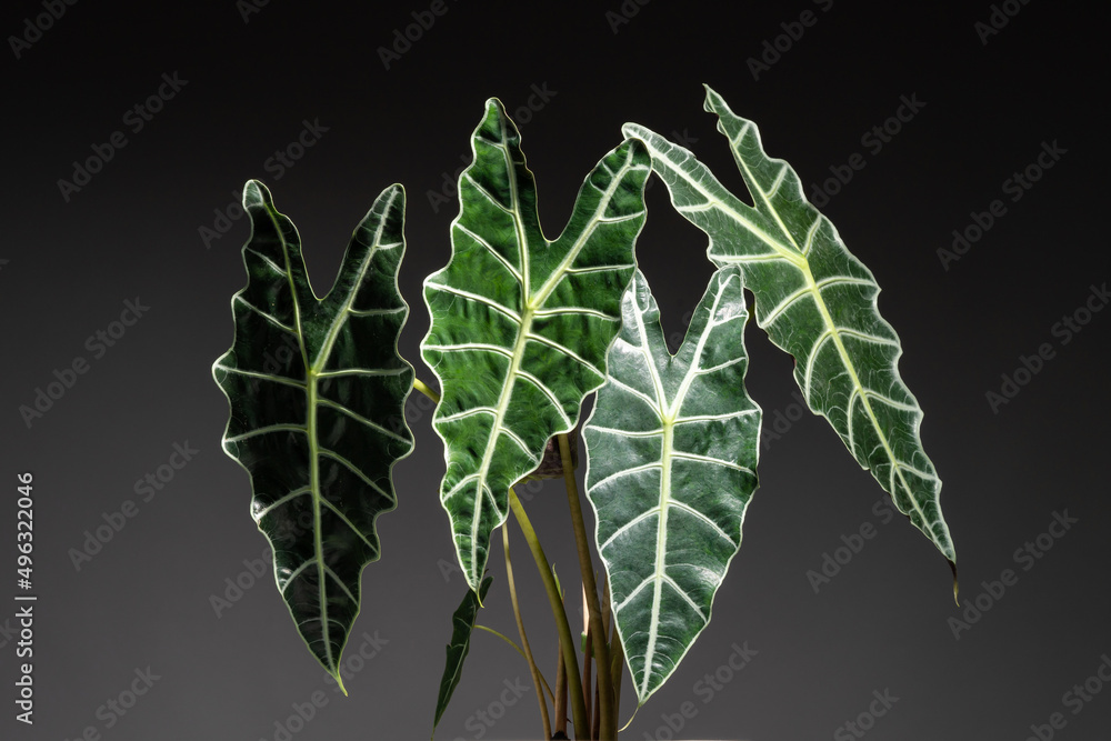 Alocasia Amazonica Sanderiana close up of the foliage leaf in isolated ...