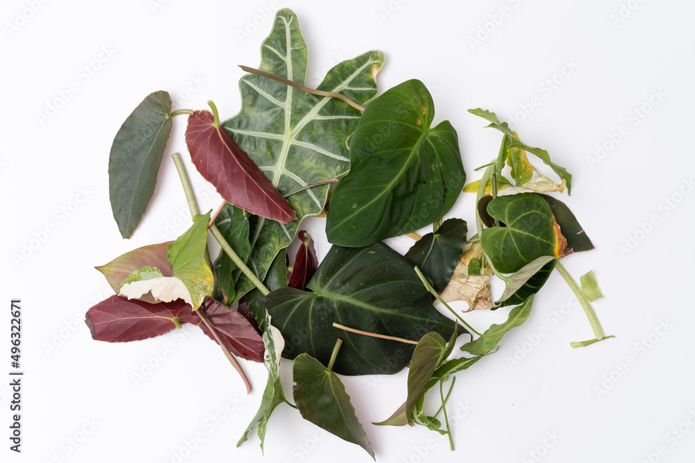 PIle of leaves cutting from various type of plant in isolated white ...