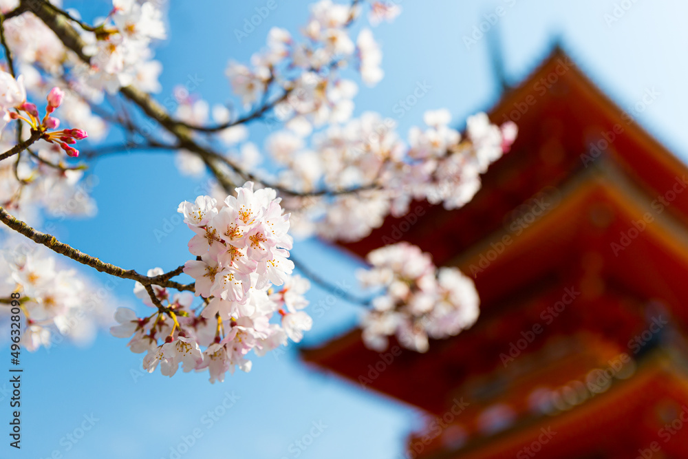 Cherry Blossom ( Sakura ) background with a traditional Japanese pagoda ...