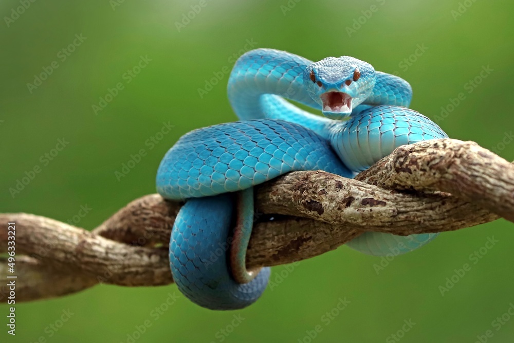 Blue Insularis (Trimeresurus insularis) is venomous pit vipers and ...