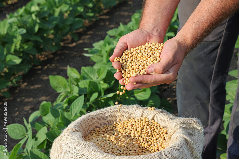 Foto de Soybean grain in a hands of successful farmer, in a background ...