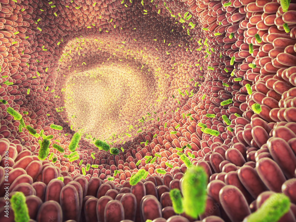 Intestinal bacteria illustration. Gut microbiome helps control ...