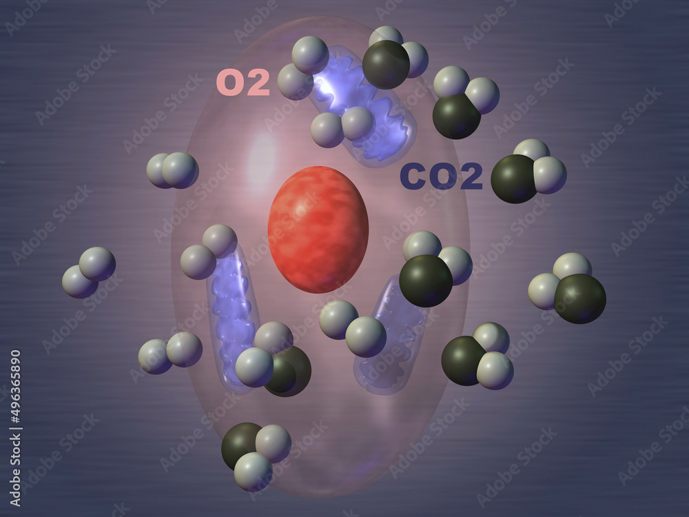 Close-up of the atoms of oxygen and carbon dioxide in human cells Stock ...