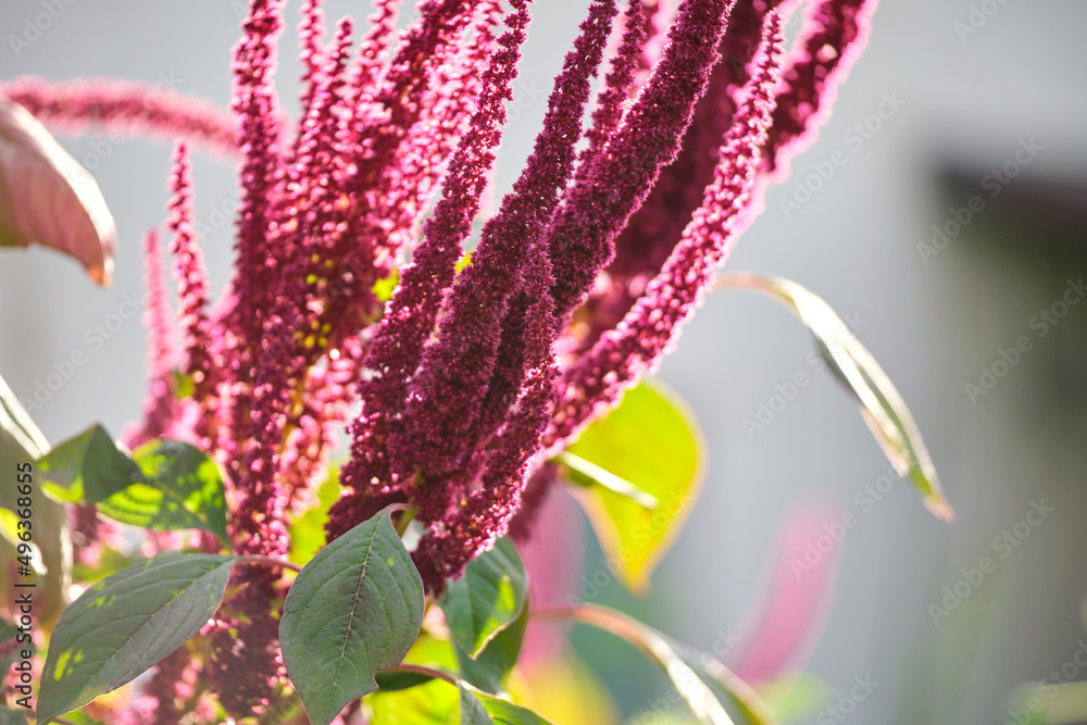 Indian red amaranth plant growing in summer garden. Leaf vegetable ...