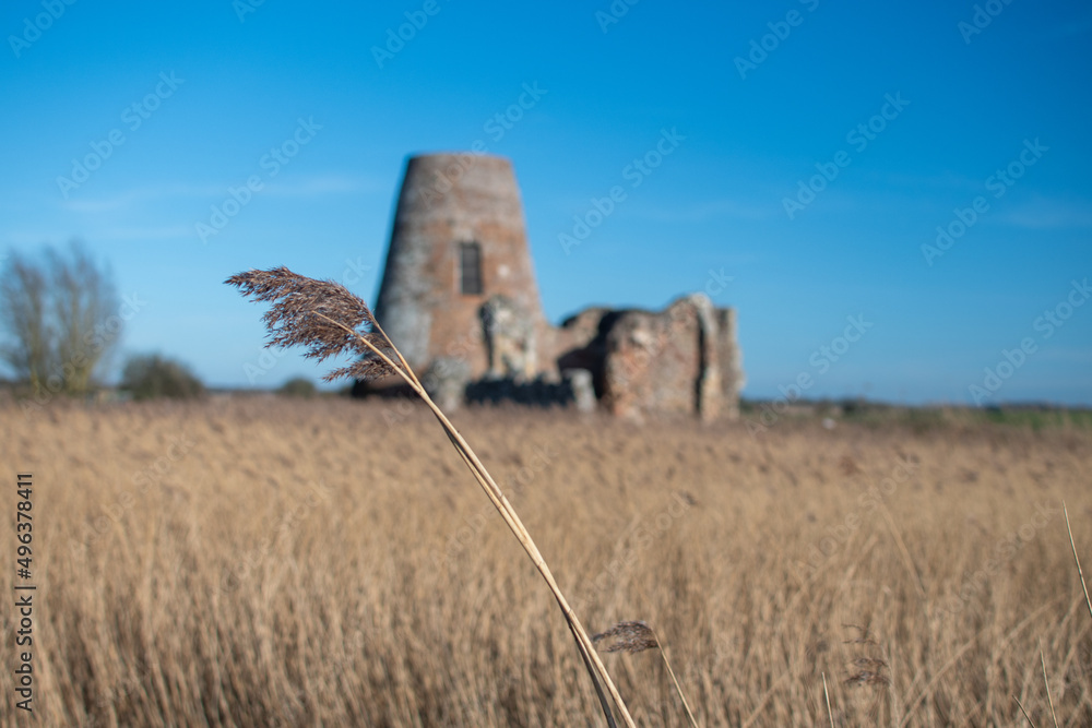 Focus on a single reed, with an out of focus St. Benet's Abbey in the ...
