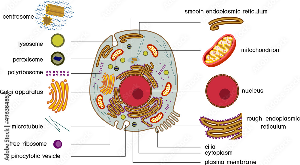 Animal cell structure. Educational material with animal cell parts for ...