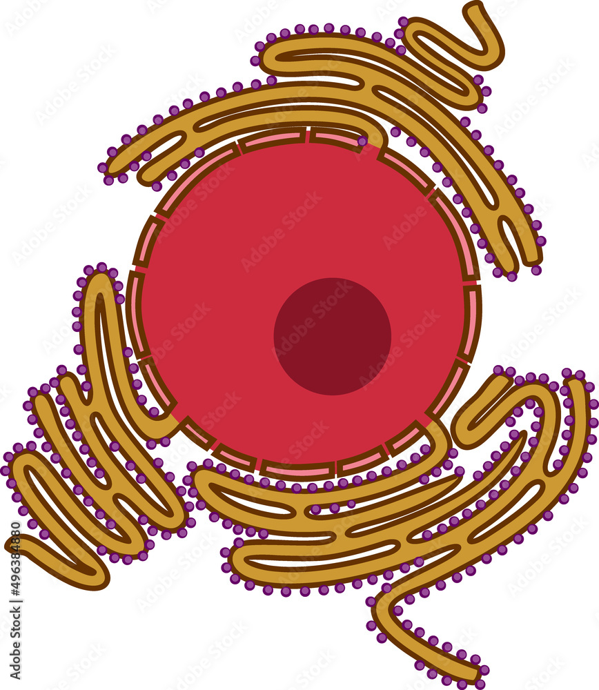 Animal cell nucleus and Rough endoplasmic reticulum (RER). Educational ...
