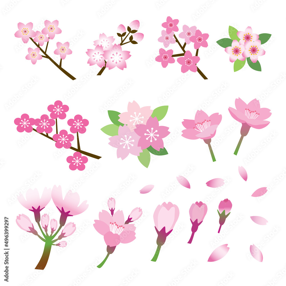 Cherry blossom graphic design source Stock Vector | Adobe Stock