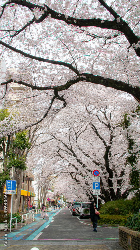 Sakura cherry blossom trees on the street in Japan Stock Photo | Adobe ...