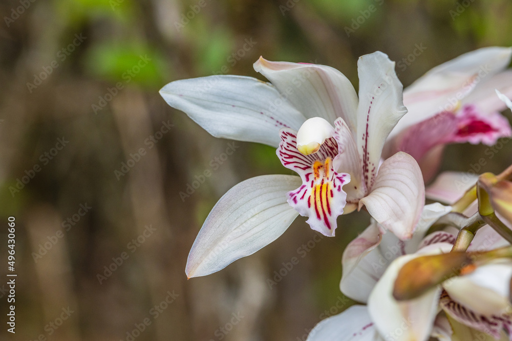 Cymbidium insigne Rolfe., Beautiful rare wild orchids in tropical ...