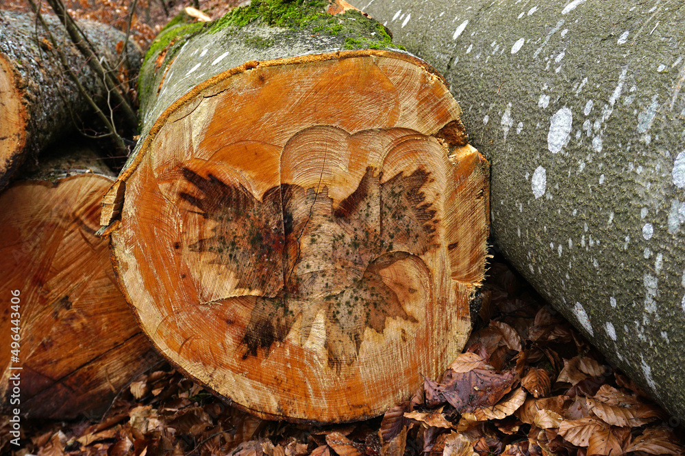 Buche; Rotbuche; Fagus sylvatica; Buchenrotkern; Stammquerschnitt ...