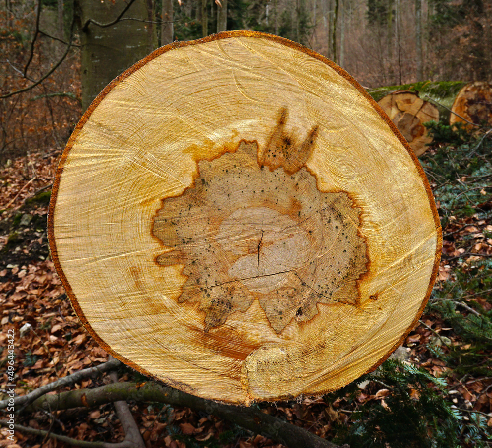 Buche; Rotbuche; Fagus sylvatica; Kernholz; Stammquerschnitt; common ...