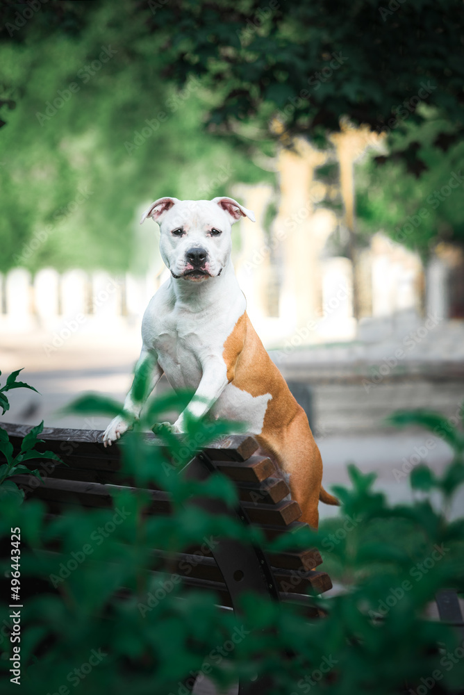Red white american staffordshire terrier dog standing leaning on the ...