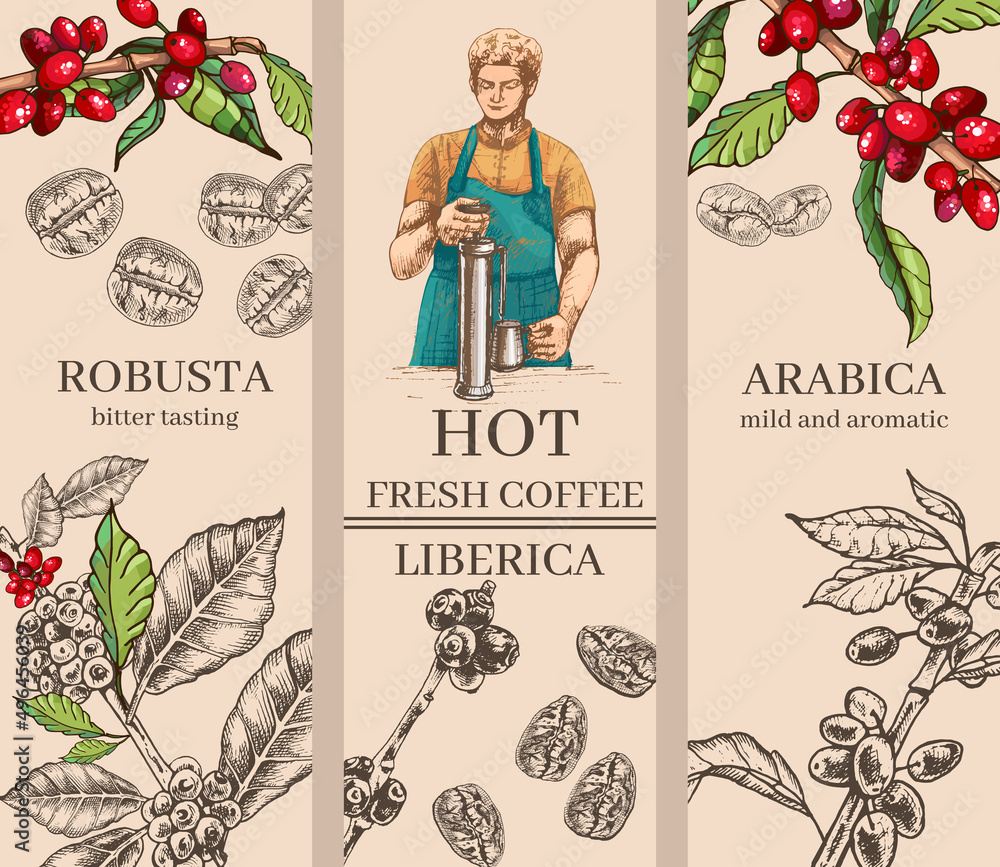 659_coffee, arabica, robusta, liberica set of botanical illustrations ...