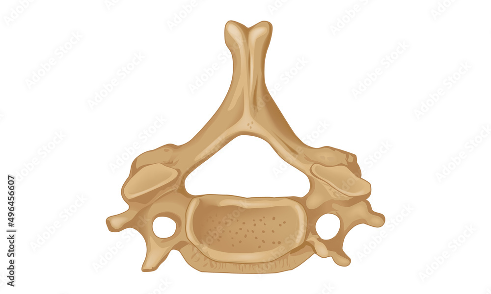 Sixth cervical vertebra. Wiew from above. Human anatomy atlas Stock ...