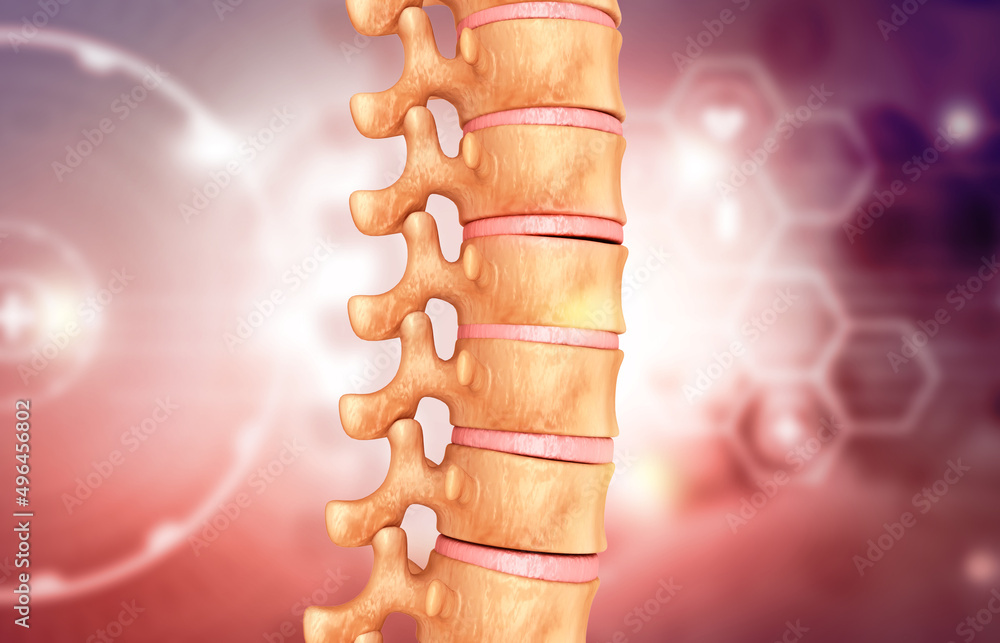 Human spine anatomy. Medical background. 3d illustration. Stock ...