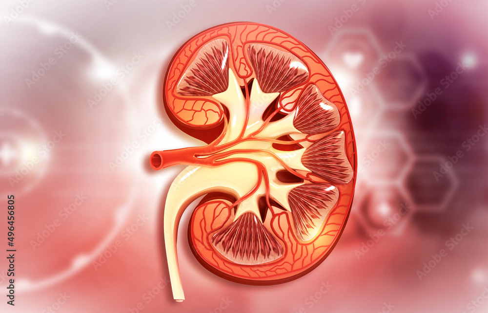 Human kidney cross section on scientific background. 3d illustration ...
