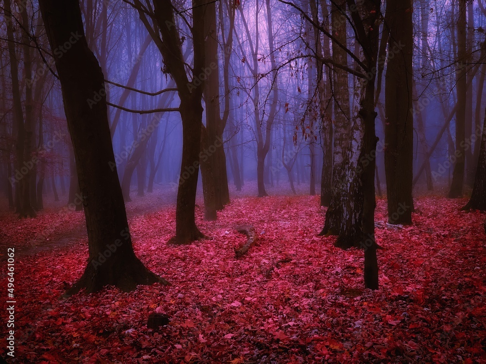 Dark Red Forest Background