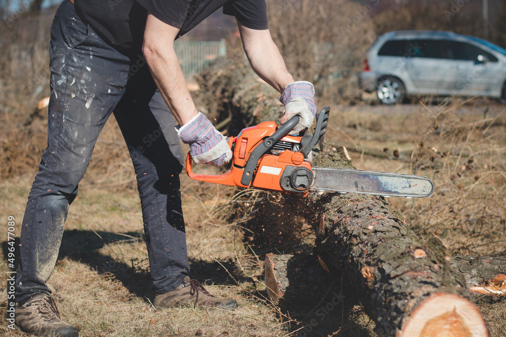 Foreman in work clothes cuts a dry tree with a chainsaw for later ...