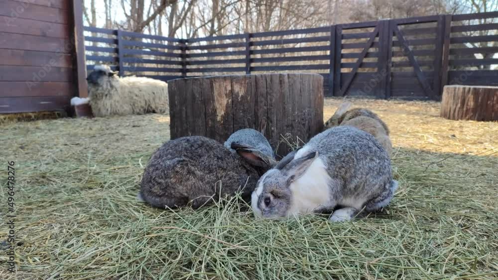 Grazing rabbits and sheep in an animal park and visitor centre, Szarvas ...