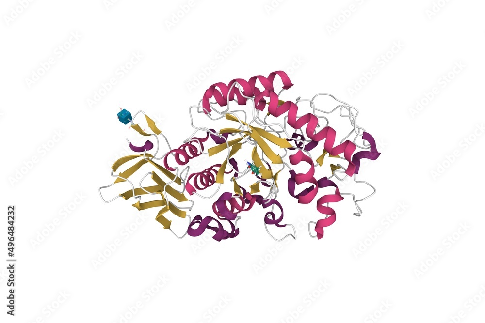 Poster Crystal structure of human pancreatic alpha amylase – Wall Art ...
