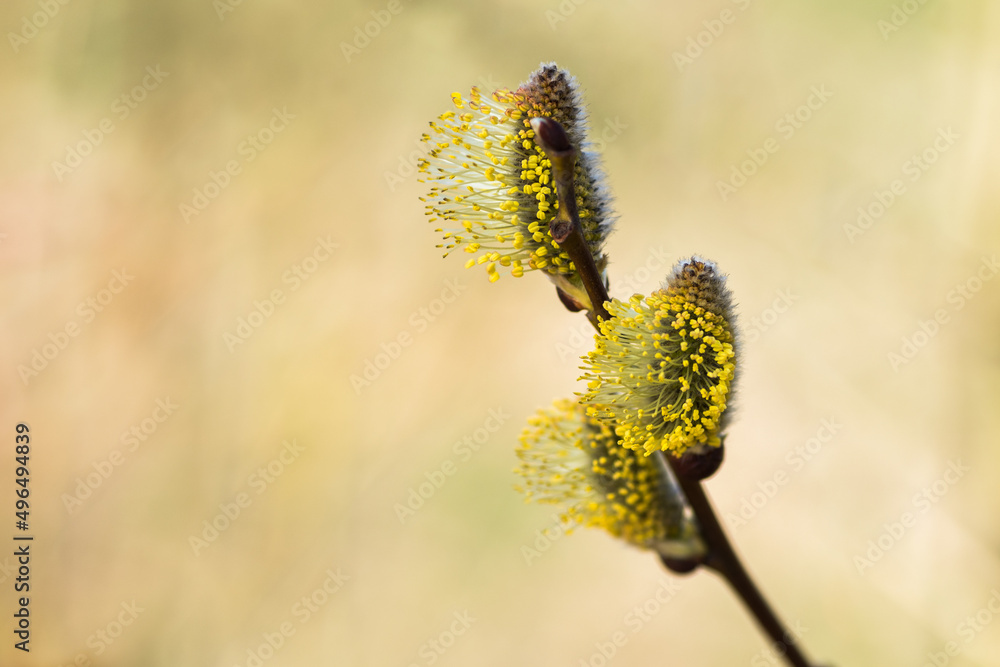 Goat Willow (Salix caprea) male catkins close up, is a common species ...