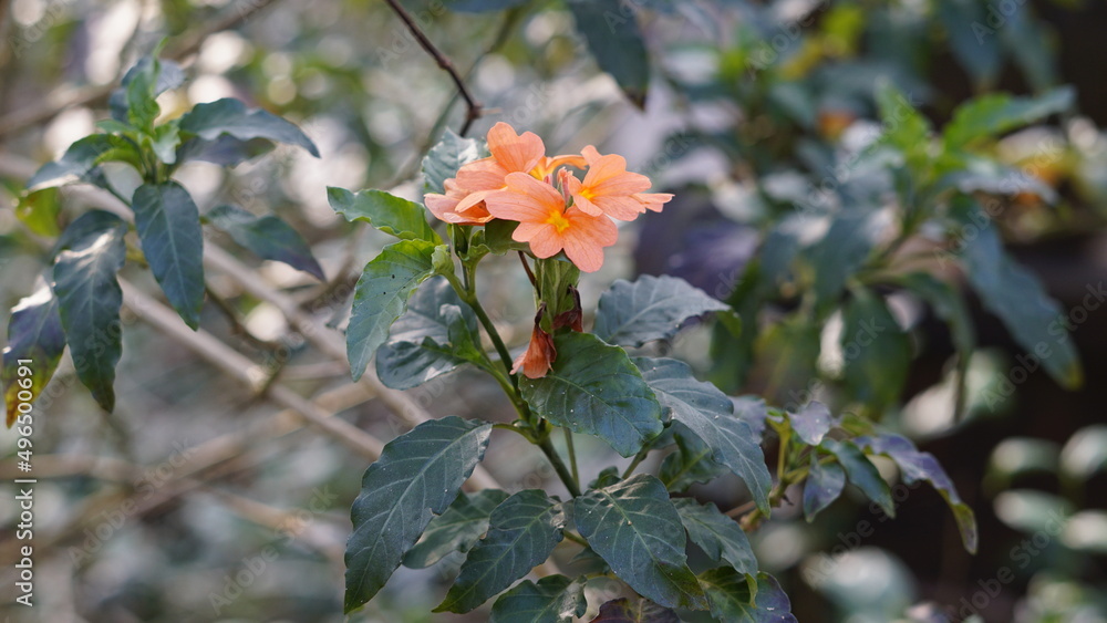 Crossandra infundibuliformis also known as Firecracker flower is ...