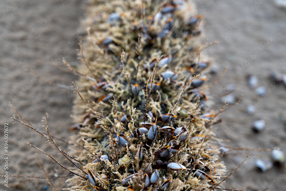 The shell named goose barnacles or gooseneck barnacle Lepas anserifera ...