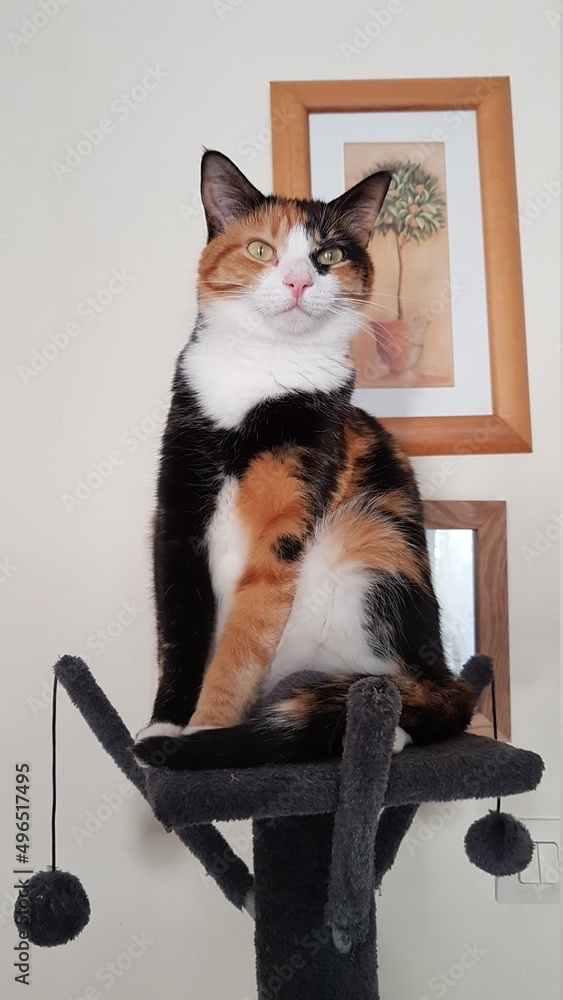 majestueuse minette Stock Photo | Adobe Stock