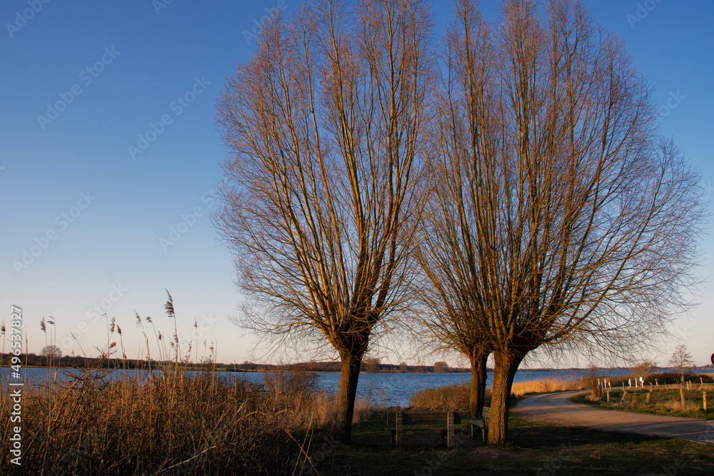 Kopfweiden Stock Photo | Adobe Stock