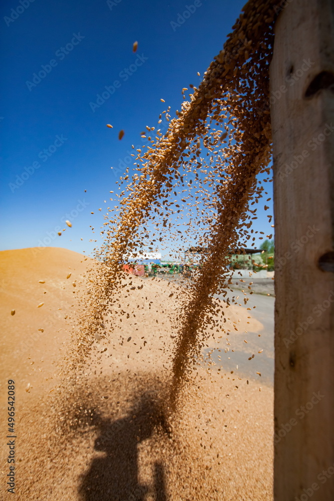 Wheat grain drying machine at work. Spring sowing campaign. Stock Photo ...