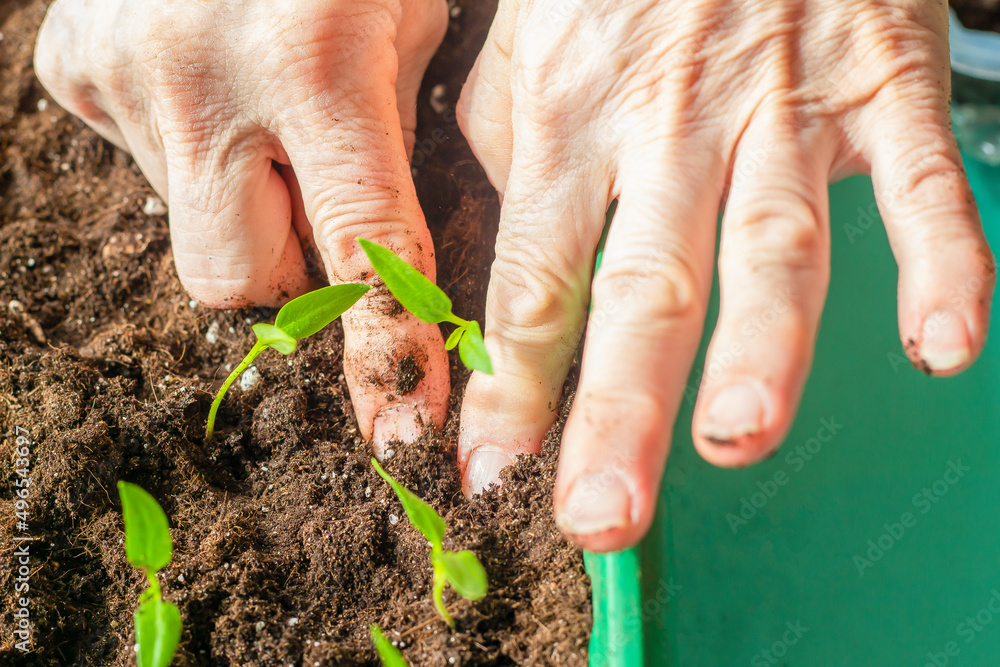 planting seedlings of tomatoes. Growing seedlings, planting ...