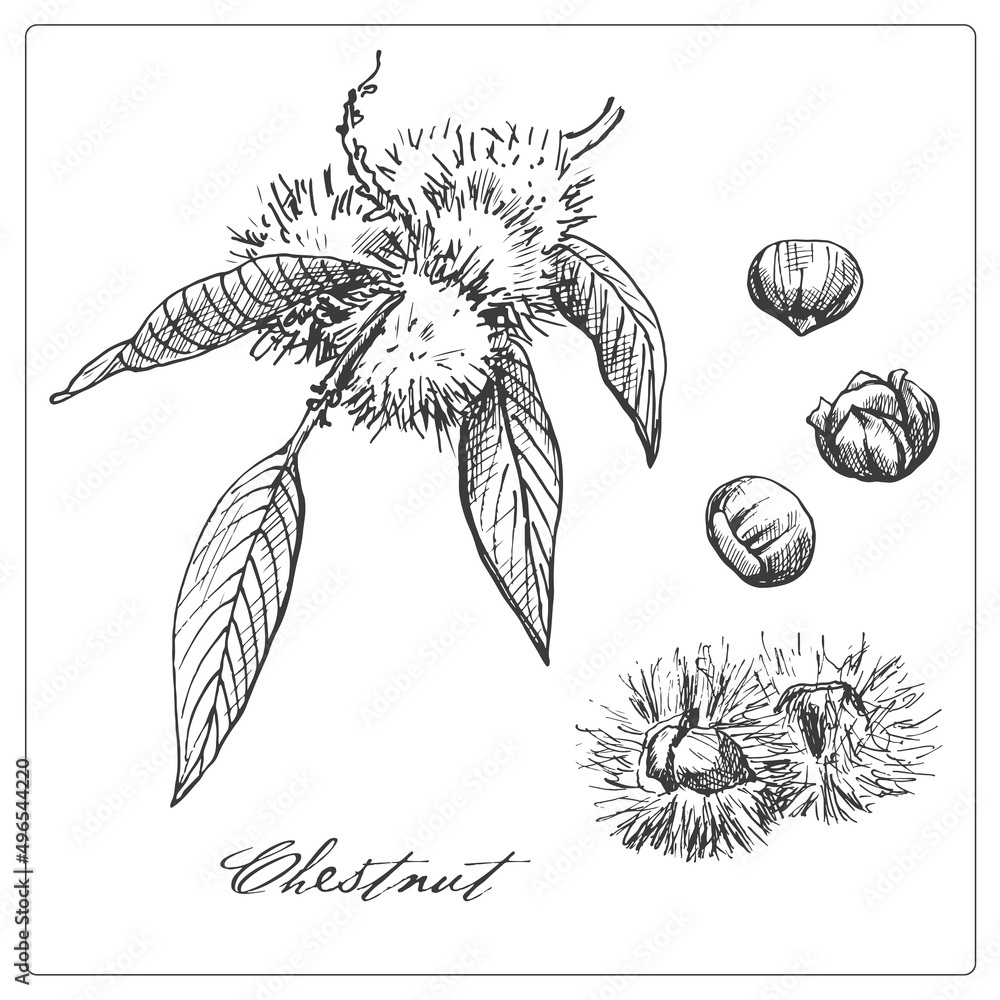 Chestnut branch and fruit botanical set. Hand drawn sketch. Vector ...