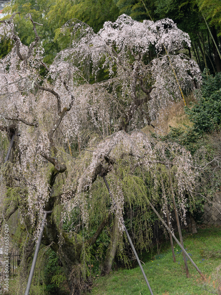 Tokyo, Japan - April 2, 2022: Weeping cherry tree in the morning in ...