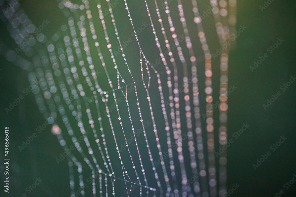 Web with water drops. Nets with waterdrops. Nets after rain. Spider web ...