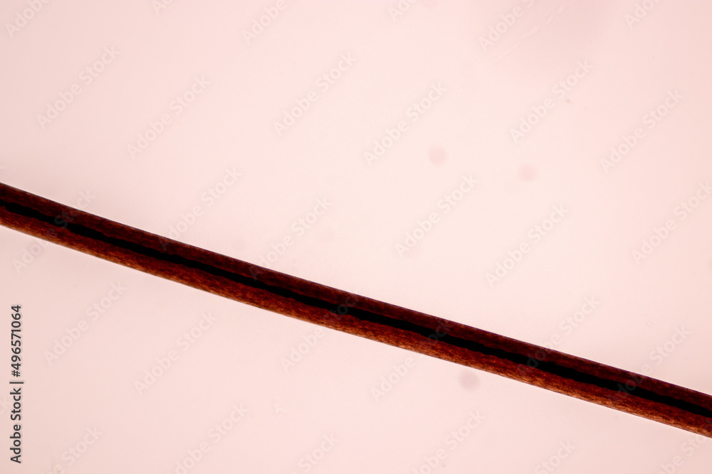 Characteristics of Hair cell of human under microscope view for ...