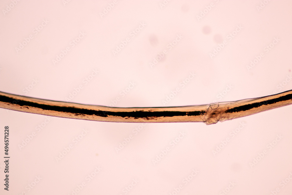 Characteristics of Hair cell of human under microscope view for ...