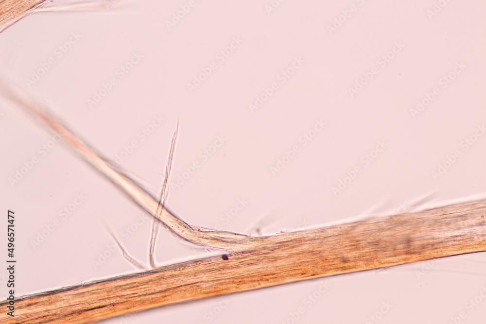 Characteristics of Hair cell of human under microscope view for ...