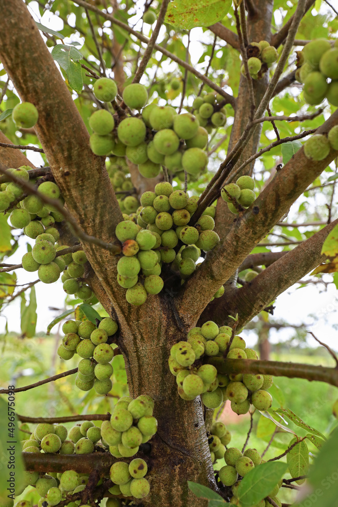 Ficus sycomorus, ficus racemosa, sycamore figs , fig-mulberry, clusters ...