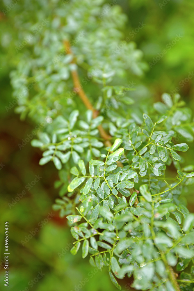 Prosopis cineraria tree leaves also known as ghaf and vanni Stock Photo ...