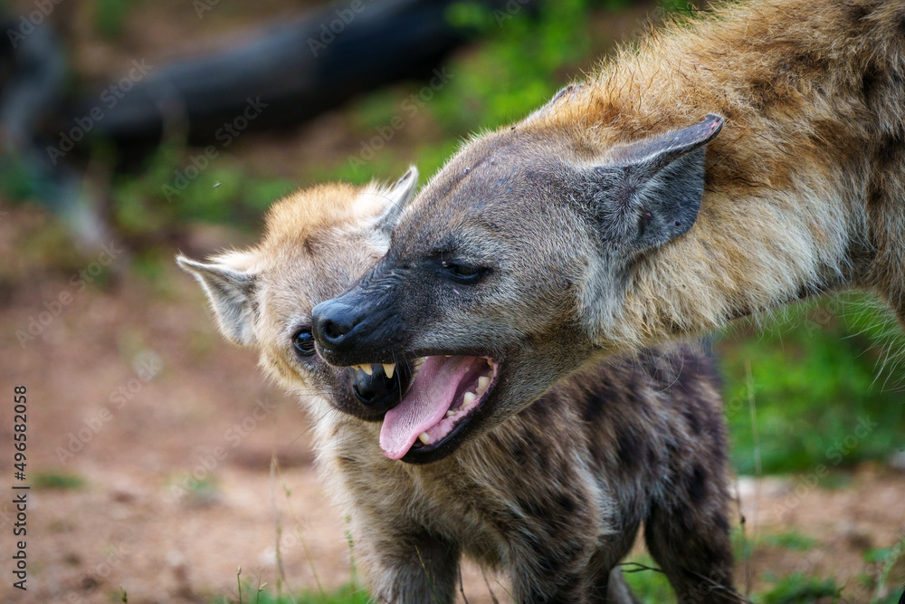 Spotted hyena or laughing hyena (Crocuta crocuta) showing submissive ...