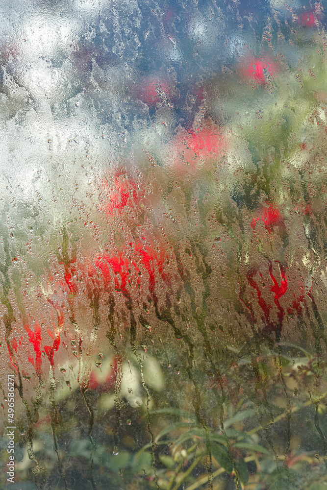 Greenhouse window covered with water droplets. Water condensation on ...