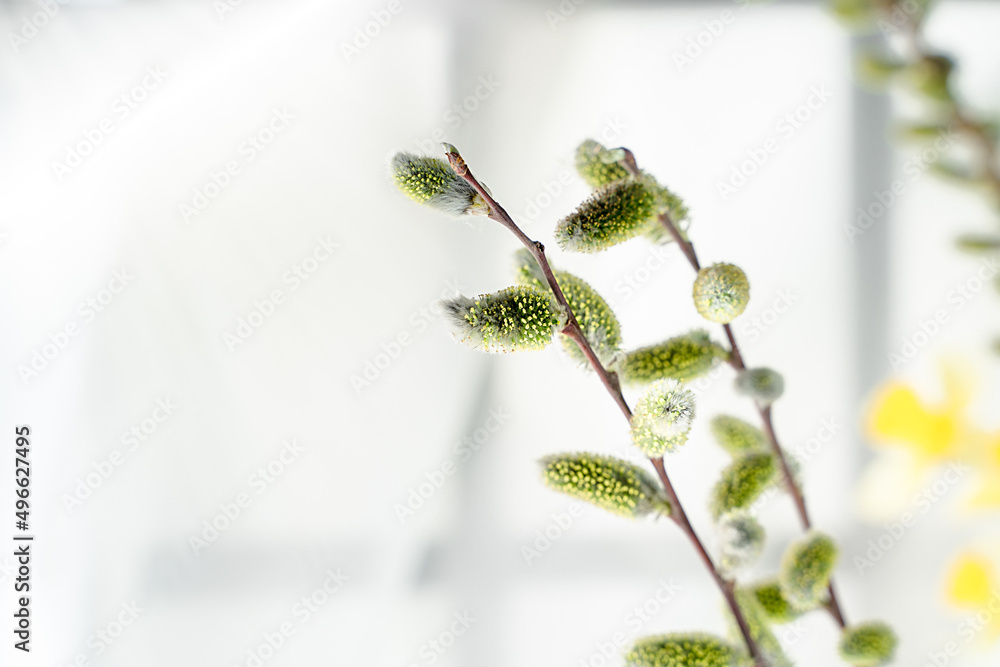 willow branches, a symbol of Easter and spring, traditional Orthodox ...