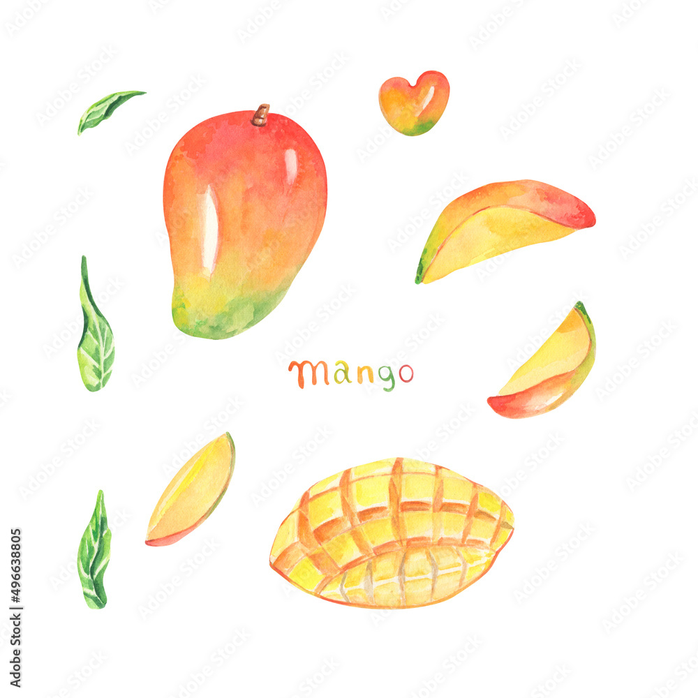 Watercolor mango illustration. Mangoes illustration. Mango fruits ...