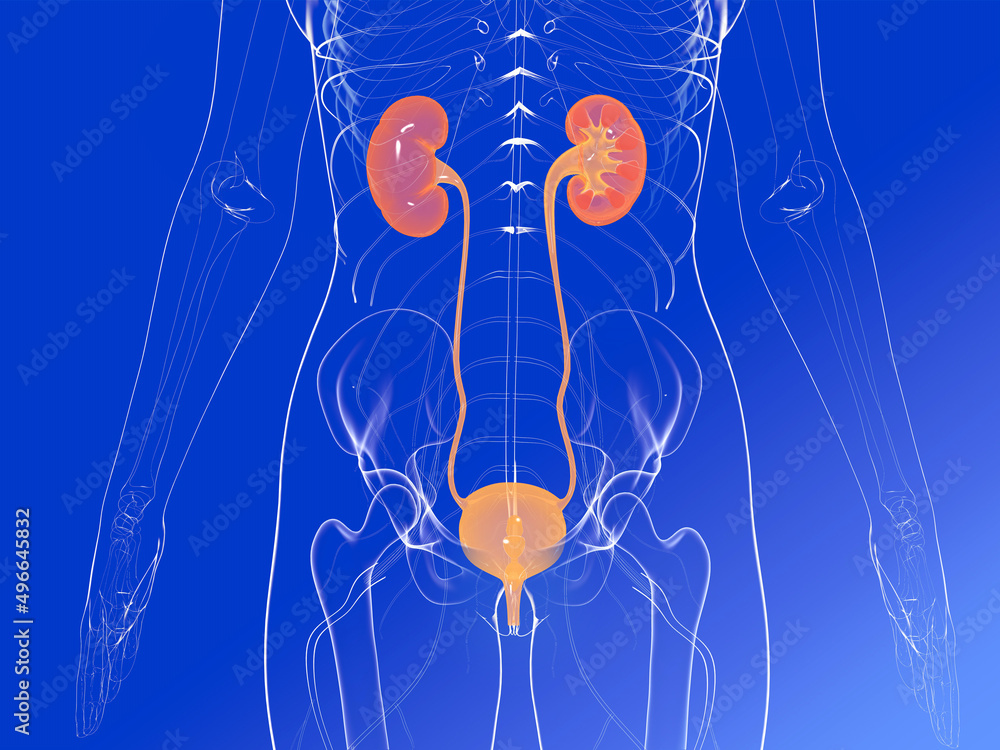 Anatomical 3d illustration of the urinary system inside the human body ...