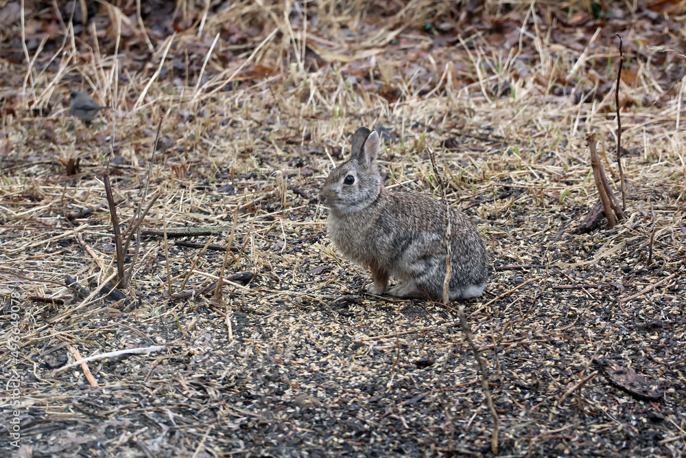 Wild rabbit on brown showing how natural selection makes them hidden ...