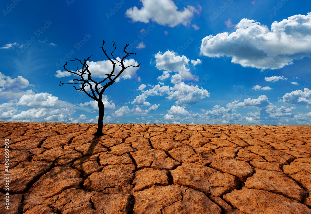 land with arid soil dying trees and cracked soil desert global warming ...