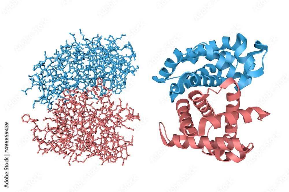 Human hemoglobin nitric oxide adduct. Crystal structure and molecular ...